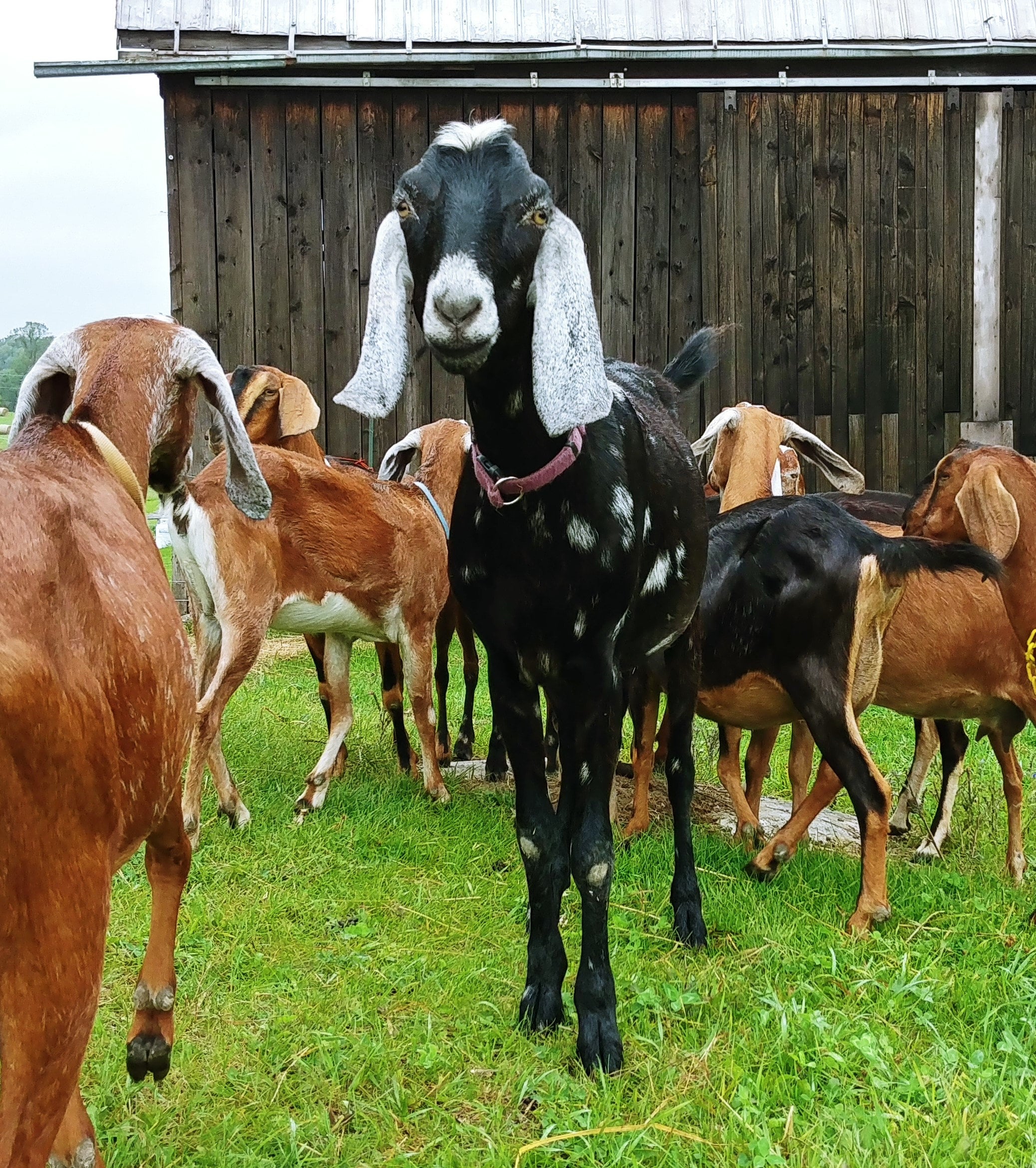 Goat Walk Sunday Aug 20 - 10am | Goat Ridge Farm