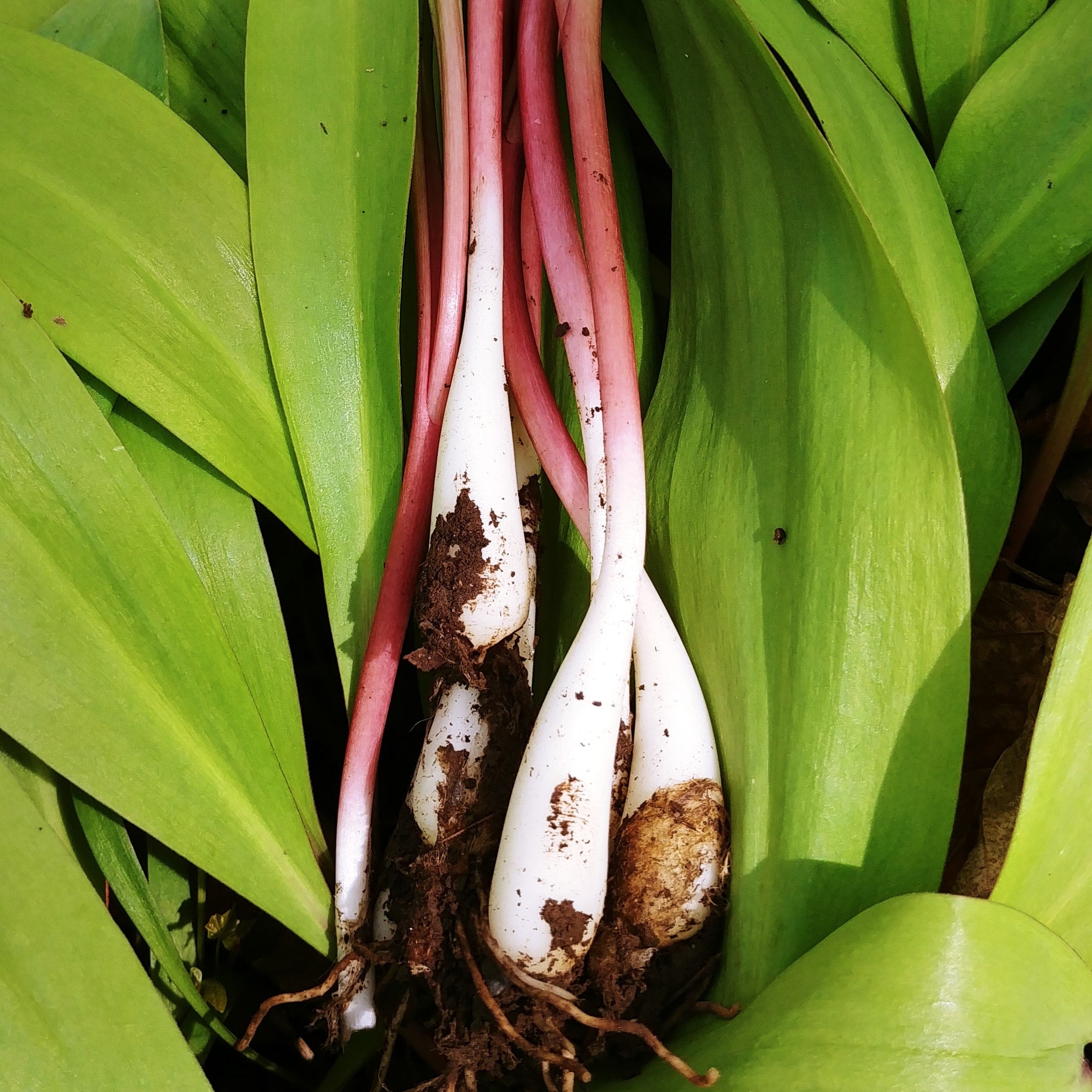 Wild Leeks (Ramps) | Goat Ridge Farm